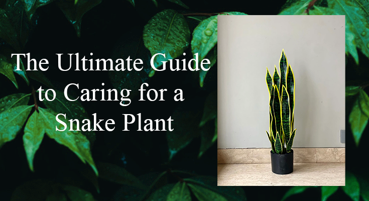 The Ultimate Guide to Caring for a Snake Plant: Add Greenery to Your S ...